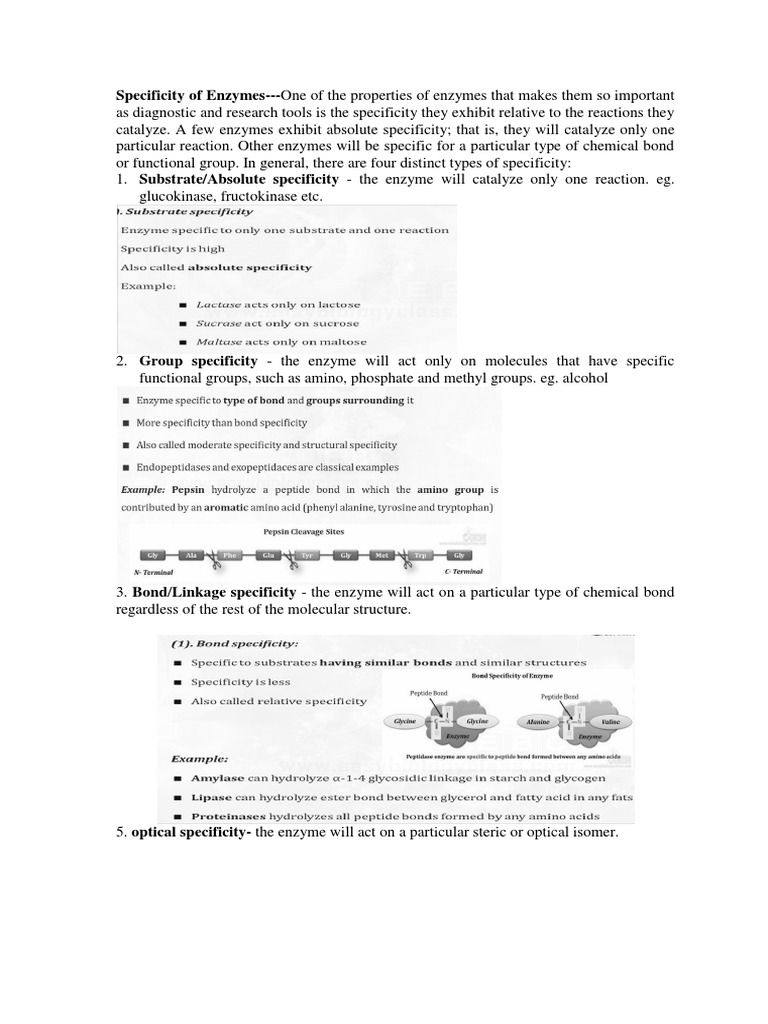 Enzyme Specificity Types Explained | PDF
