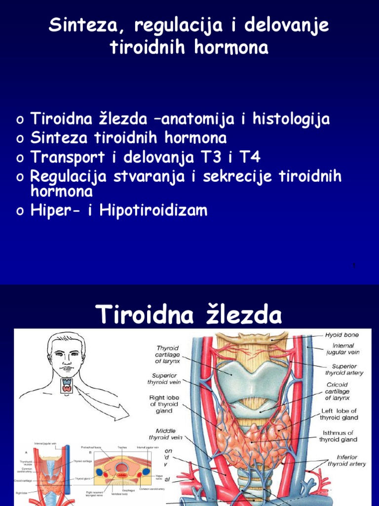 Sinteza, regulacija i delovanje tiroidnih hormona