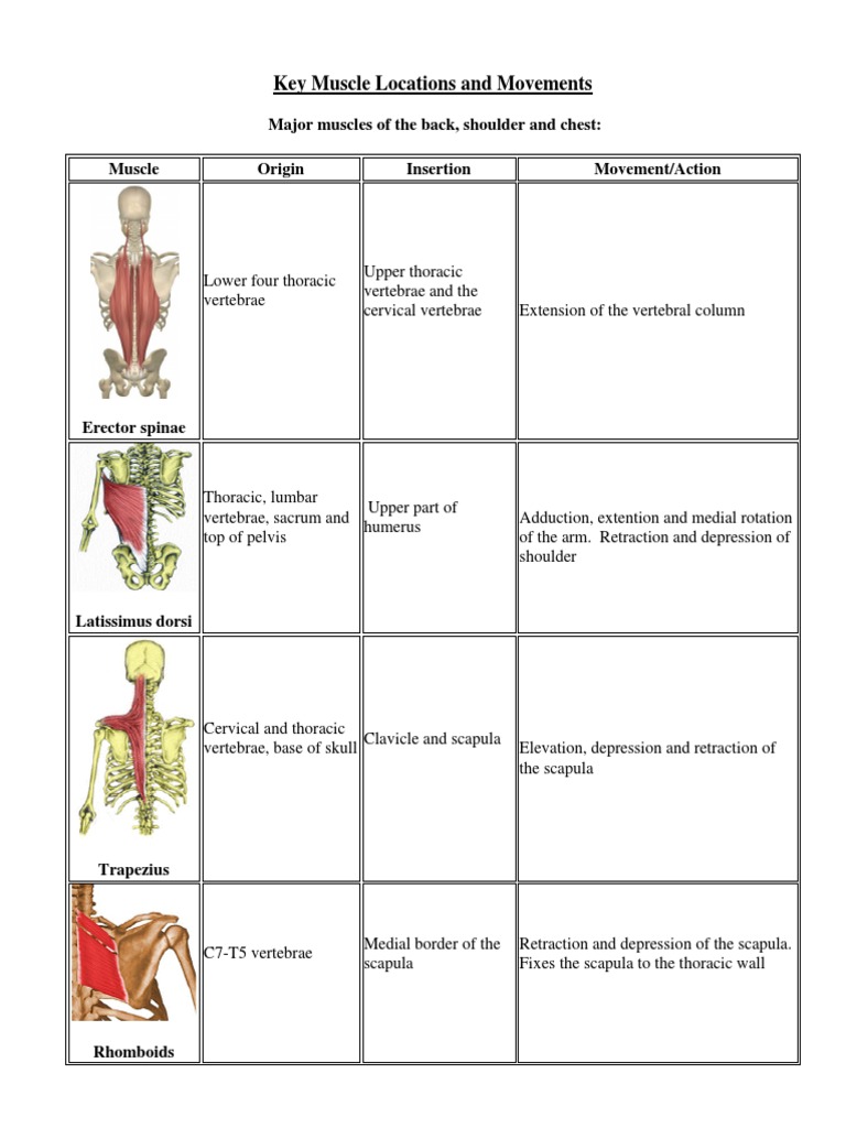 Key Muscle Locations and Movements | PDF | Pelvis | Anatomical Terms Of ...