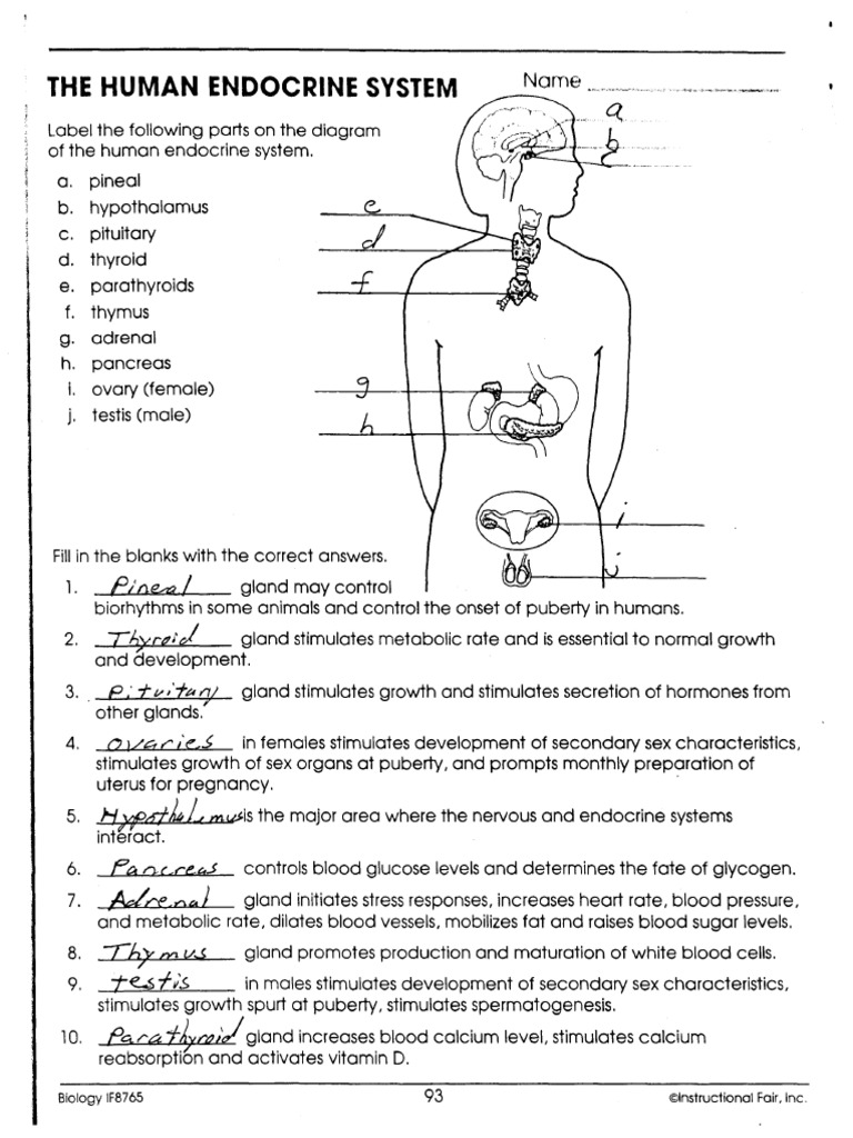 The Human Endocrine Answers | PDF