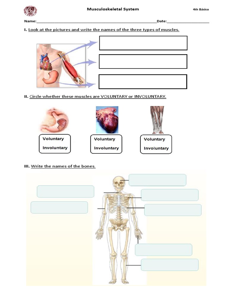 Test Musculoskeletal System | Download Free PDF | Skeleton | Human ...