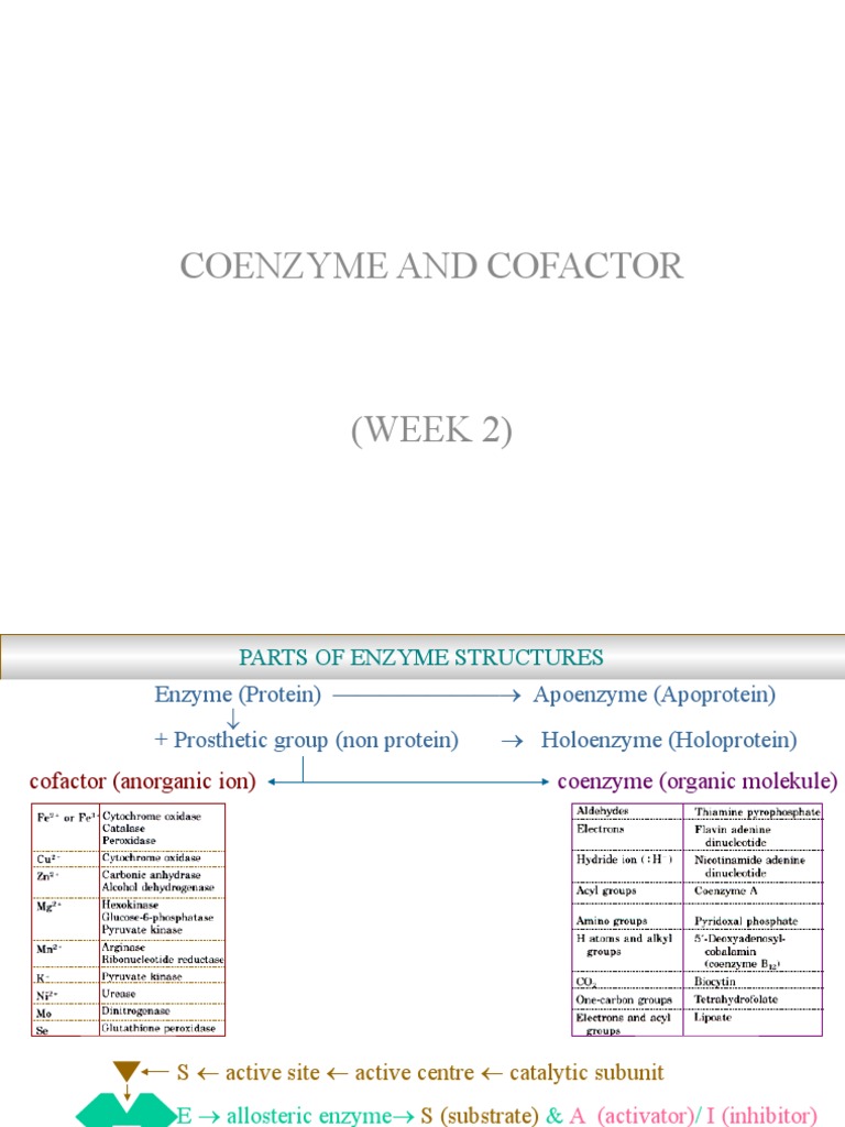 Understanding the Structures and Functions of Coenzymes Derived from Vitamins | PDF ...