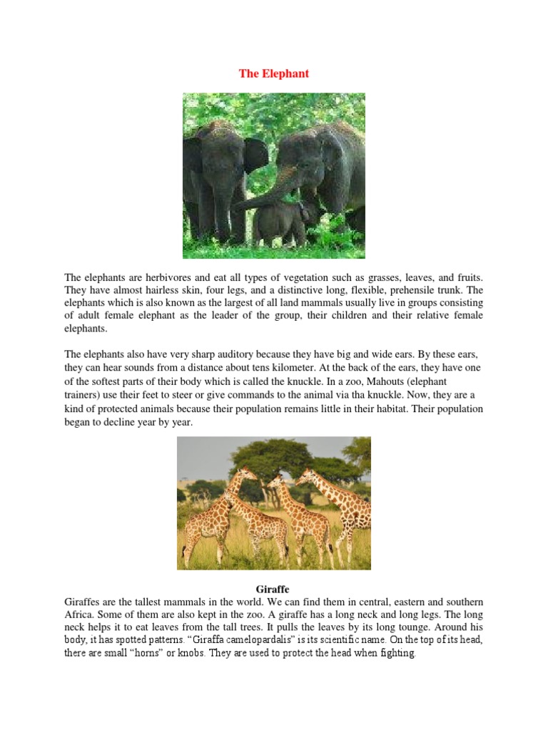 The Elephant | PDF