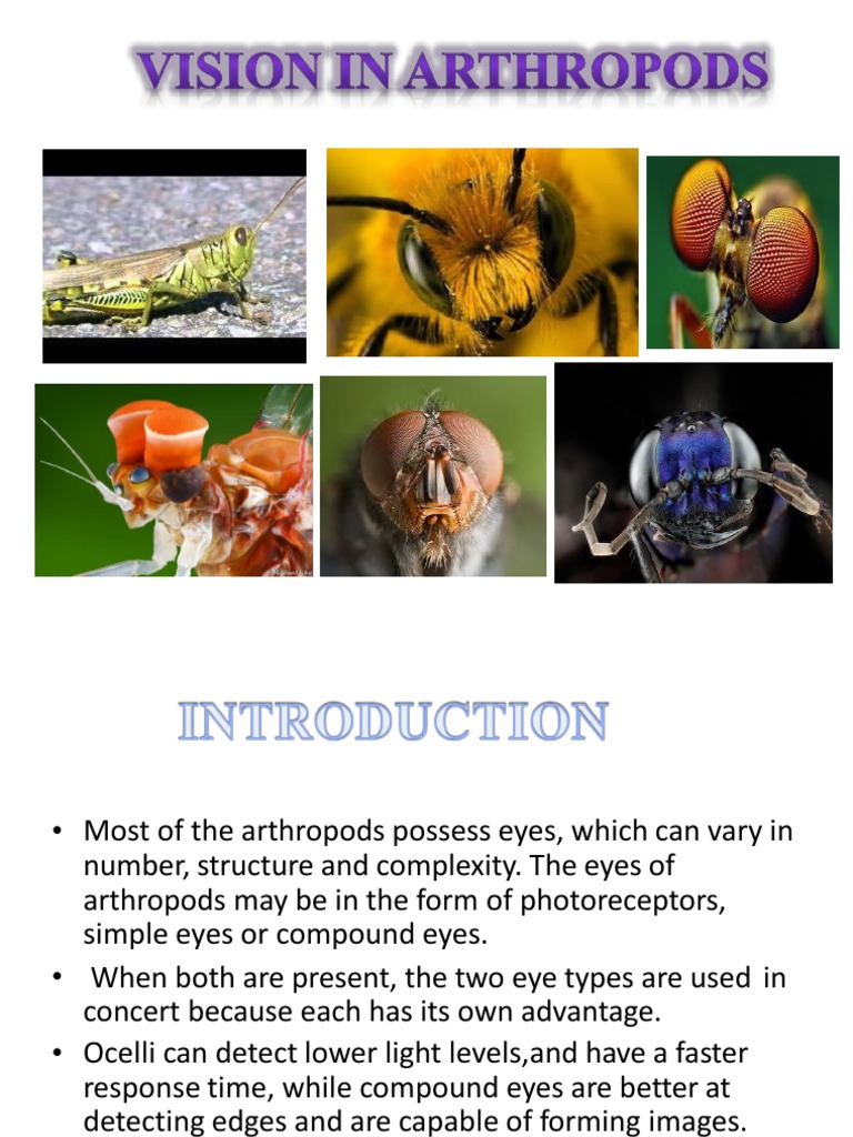 Arthropod Eye Types: Compound vs Simple | PDF | Eye | Face