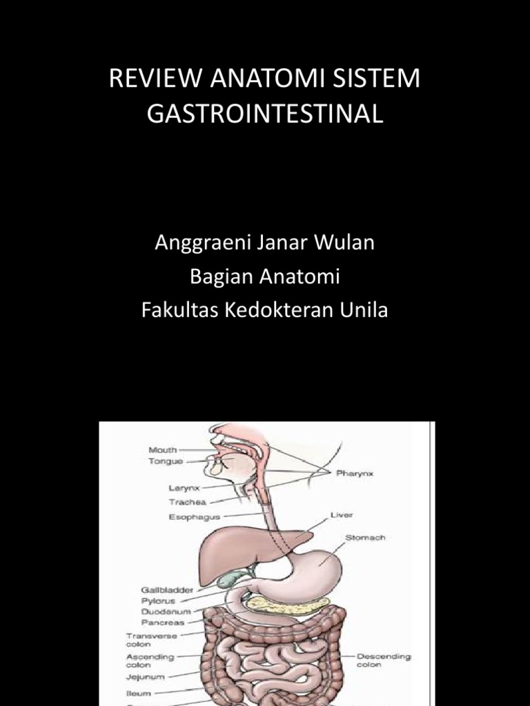 (Anatomi) Dr. Ajw_review Anatomi Sistem Gastrointestinal | Abdomen ...