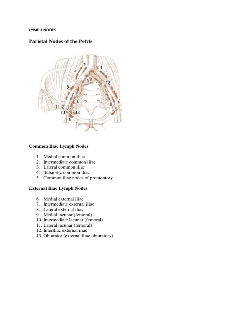 Parietal Nodes of The Pelvis | PDF