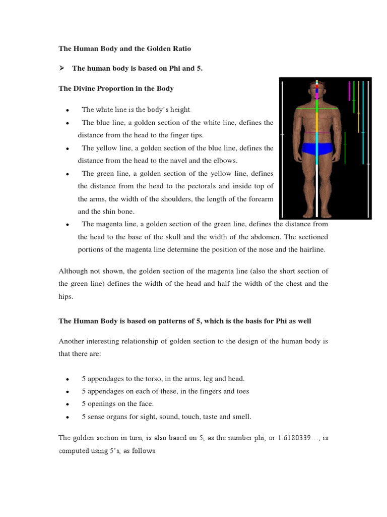 The Human Body and The Golden Ratio | PDF | Hand | Ratio