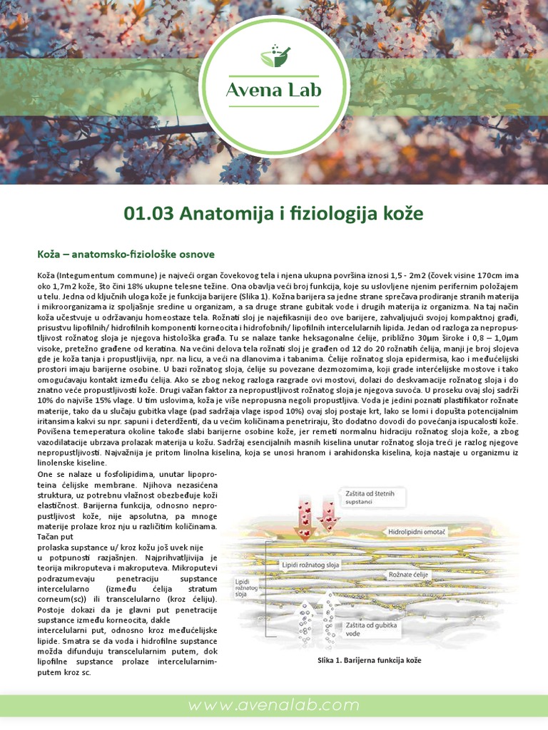 Anatomija I Fiziologija Koze | PDF