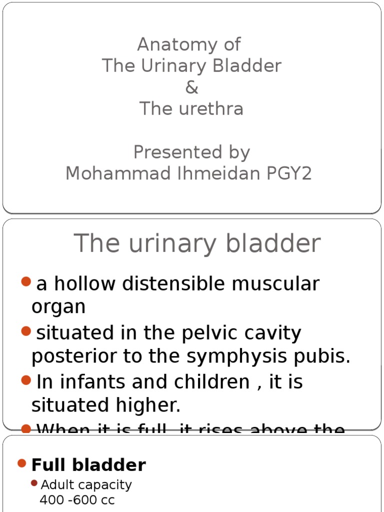 Anatomy of The Lower Urinary Tract | PDF | Urinary Bladder | Urinary System