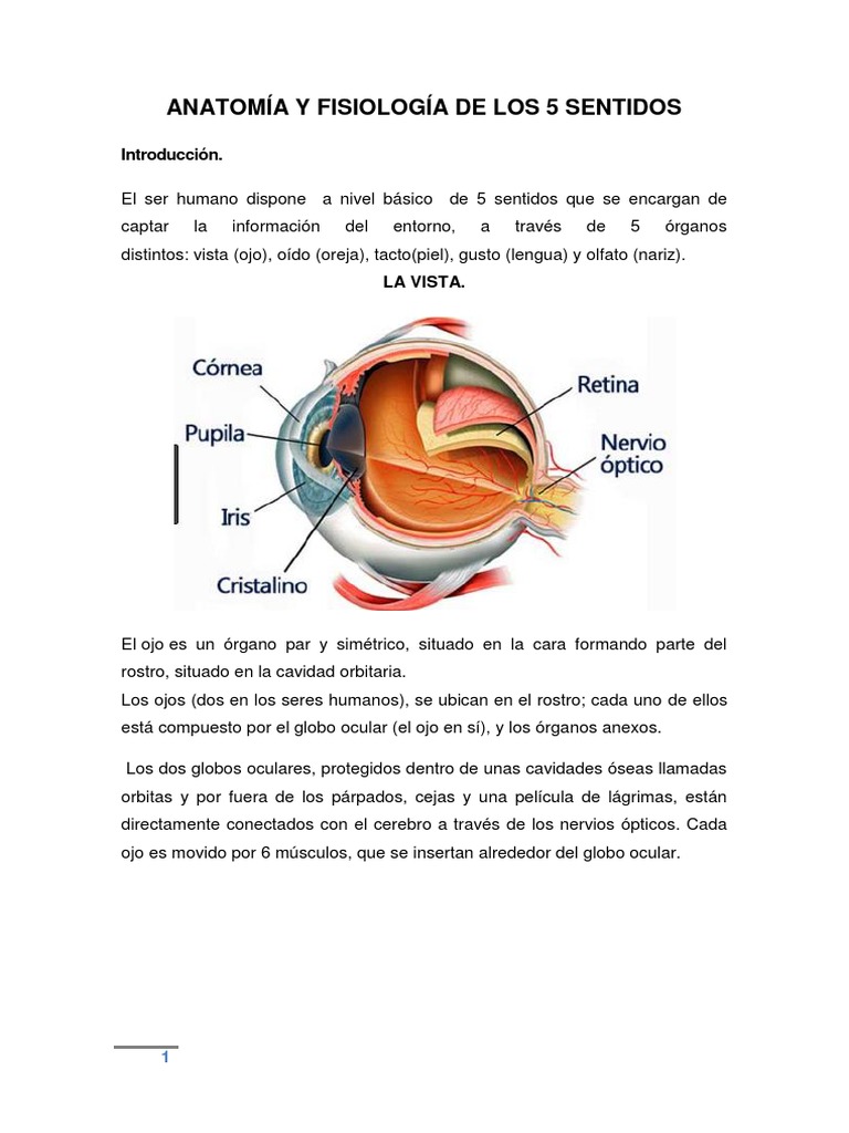Anatomía y Fisiología de Los 5 Sentidos | PDF | Oído | Ojo humano
