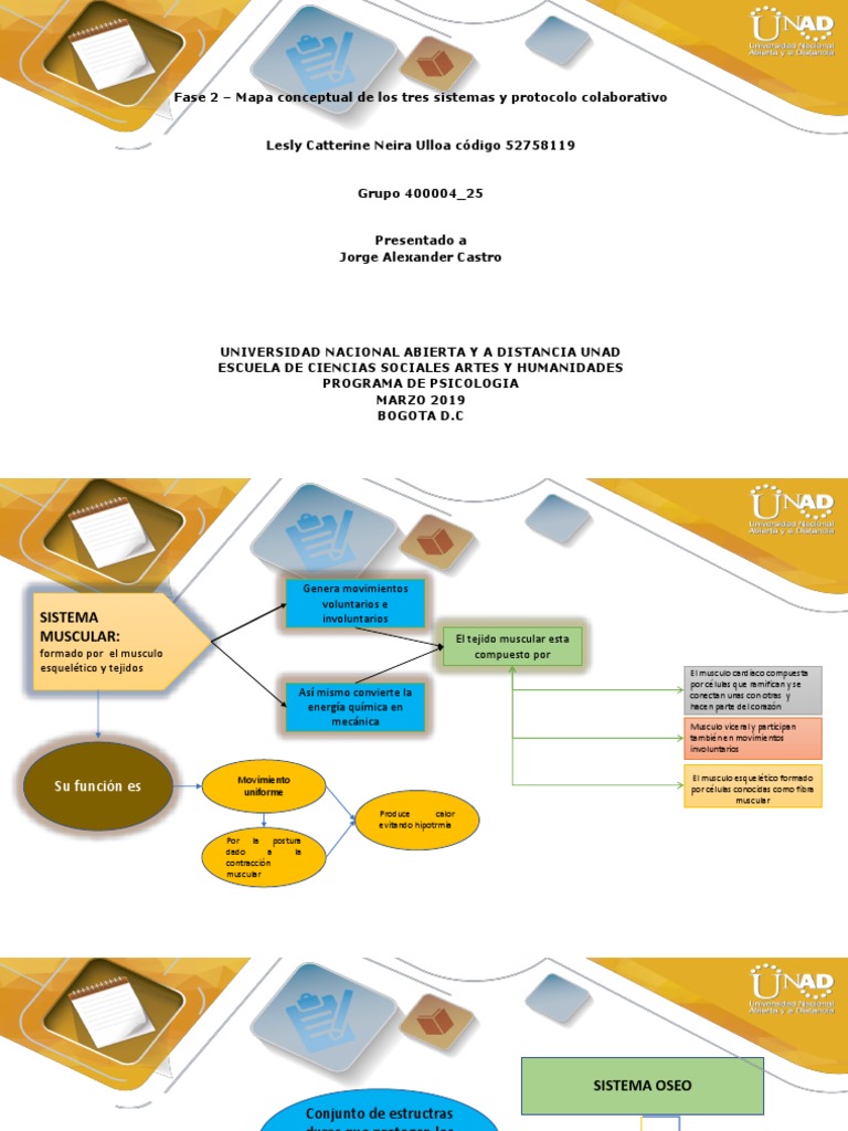 Fase 2 - Mapa Conceptual de Los Tres Sistemas y Protocolo Colaborativo | PDF | Músculo | Hueso