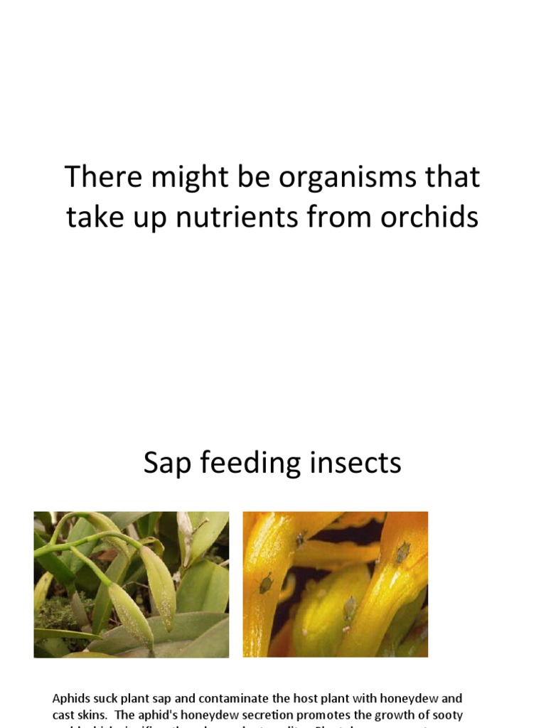 Orchid Care: Nutrients, Light, and Pests | PDF | Home & Garden ...
