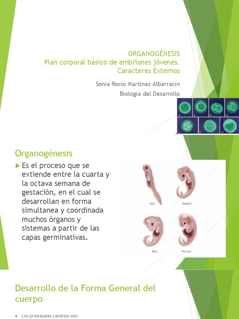 Organogenesis | PDF | Anatomía | Zoología