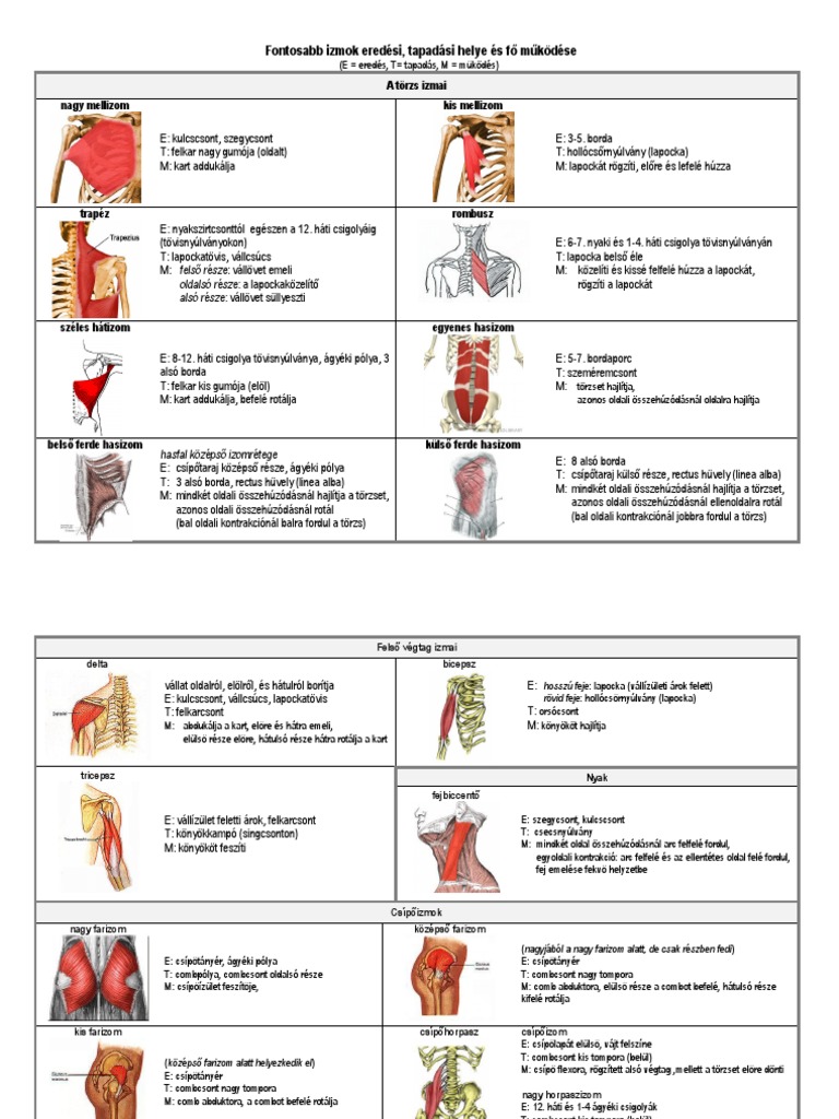 Fontos Izmok Eredési És Tapadási Helye | PDF