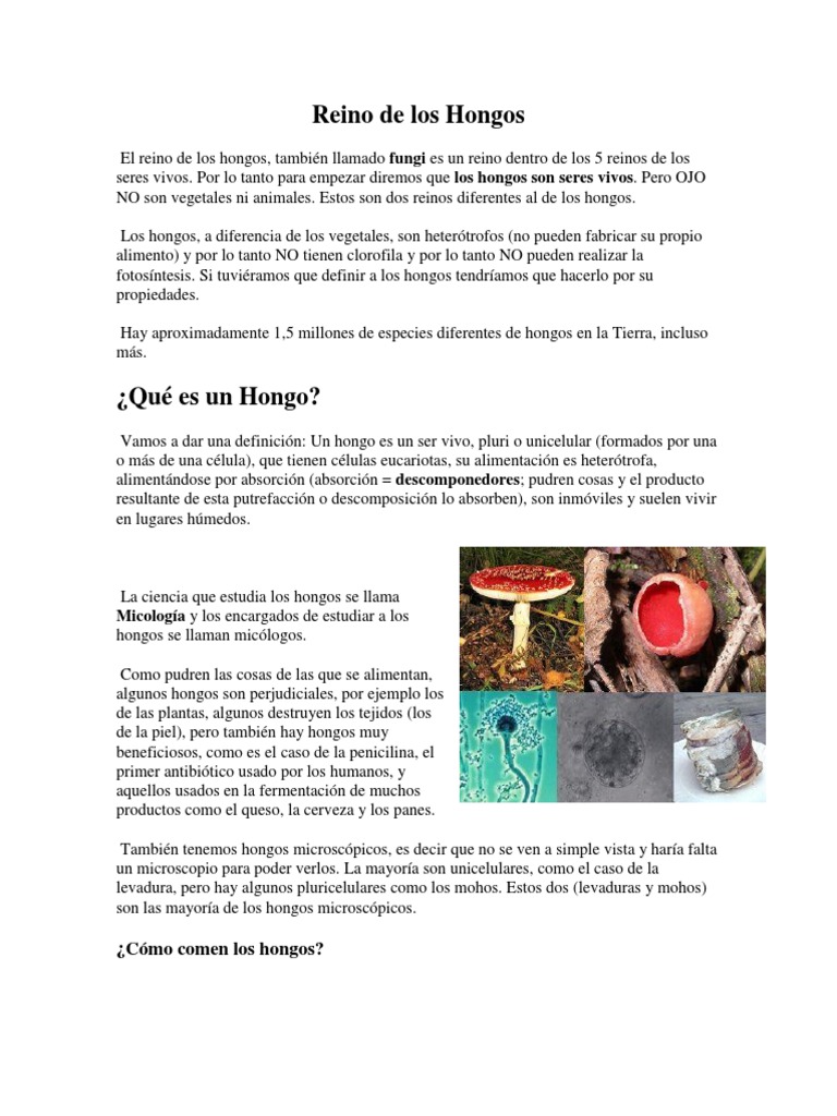 Reino de Los Hongos | PDF | Hongo | Plantas