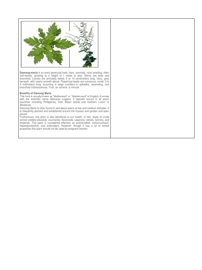 Benefits and Uses of Damong Maria | PDF