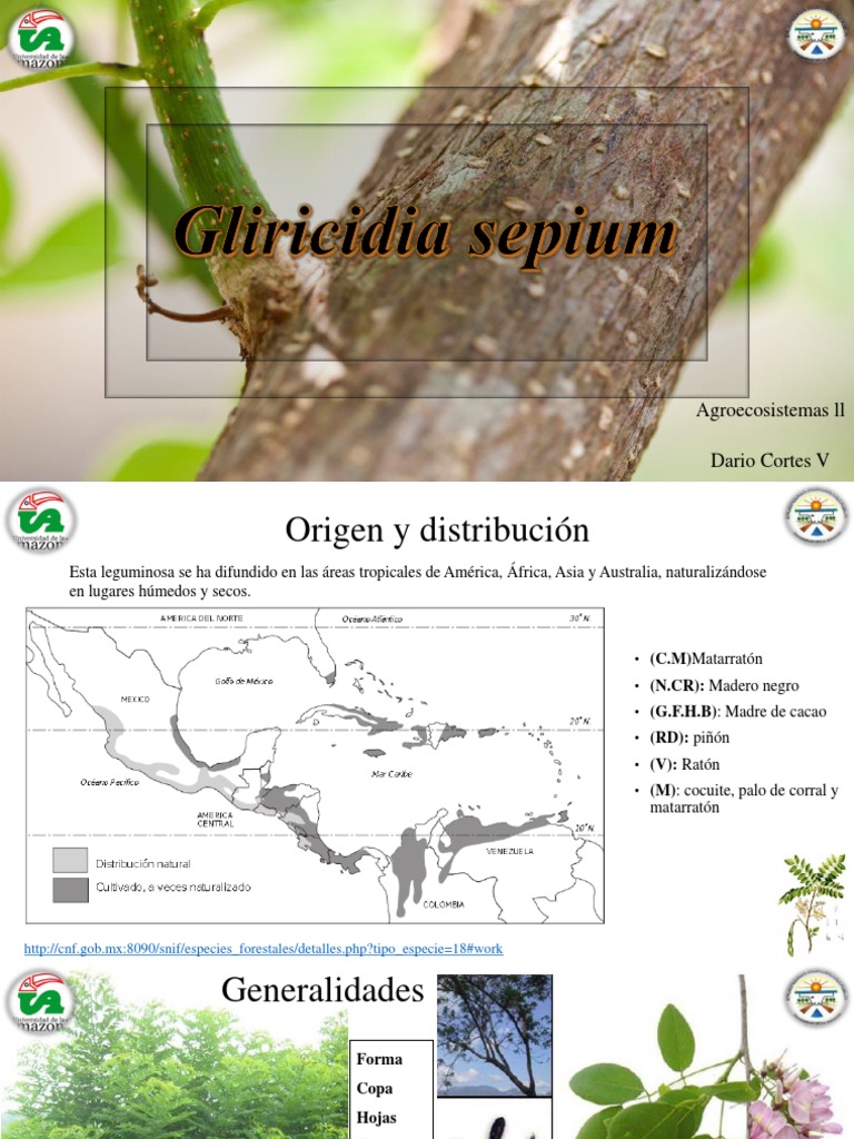 Gliricidia sepium | Agronomía | Paisaje | Prueba gratuita de 30 días ...