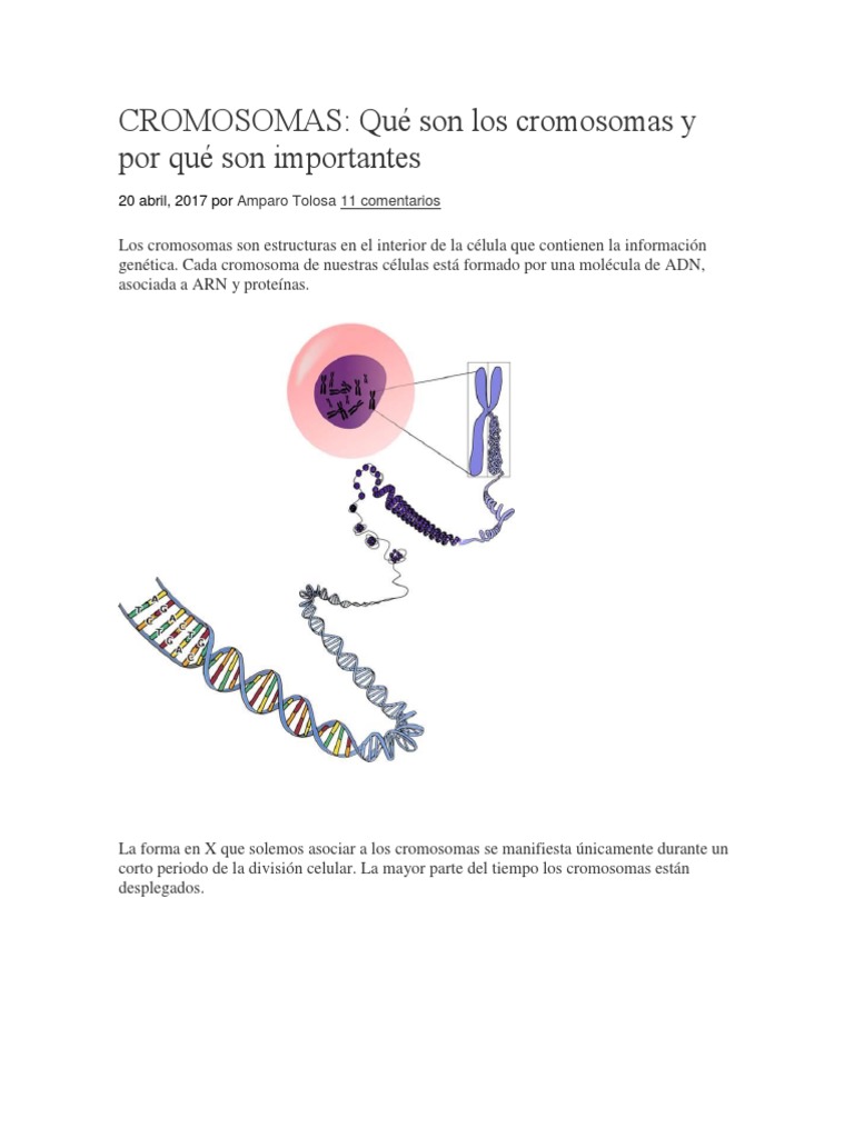 CROMOSOMAS | PDF | Cromosoma | Mitosis