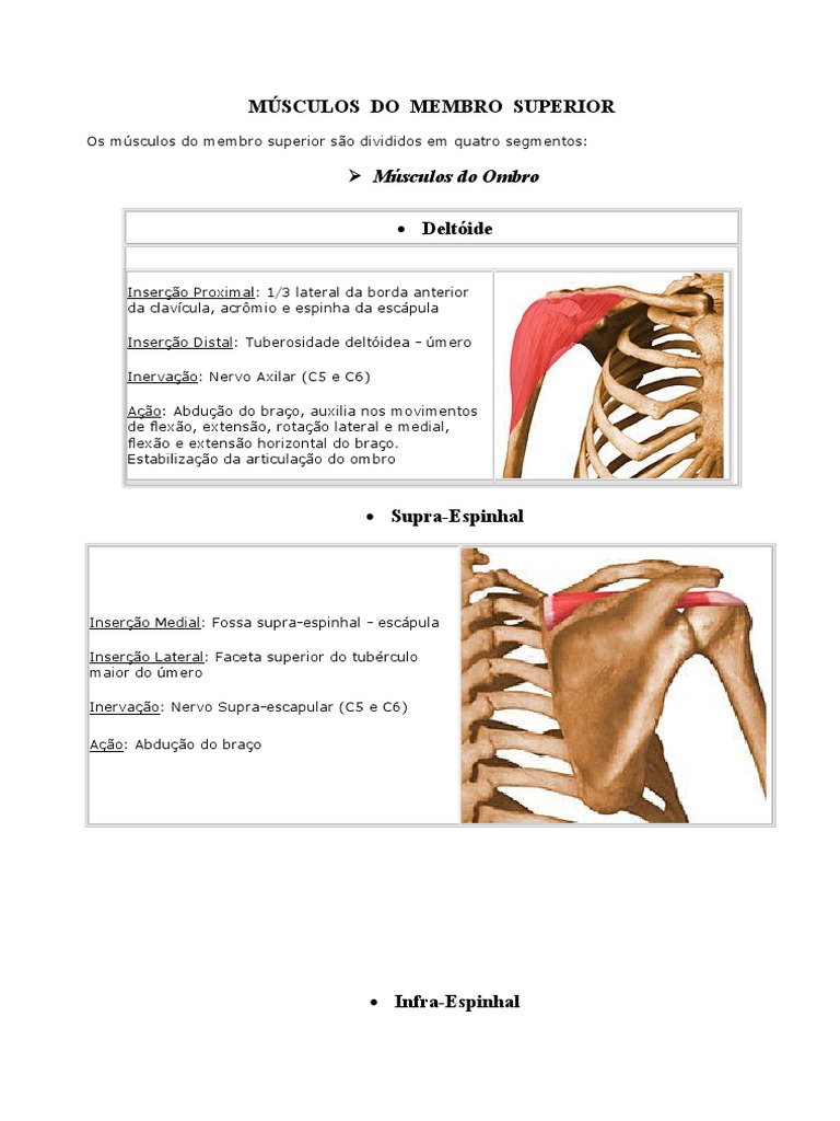 1 MÚSCULOS Do Membro Superior Ombro | PDF | Ombro | Membros (anatomia)