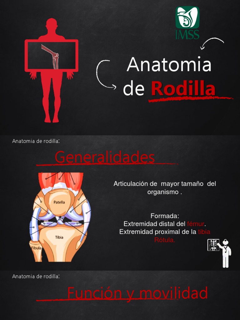Anatomia de Rodilla LV | PDF | Rodilla | Anatomía del miembro inferior