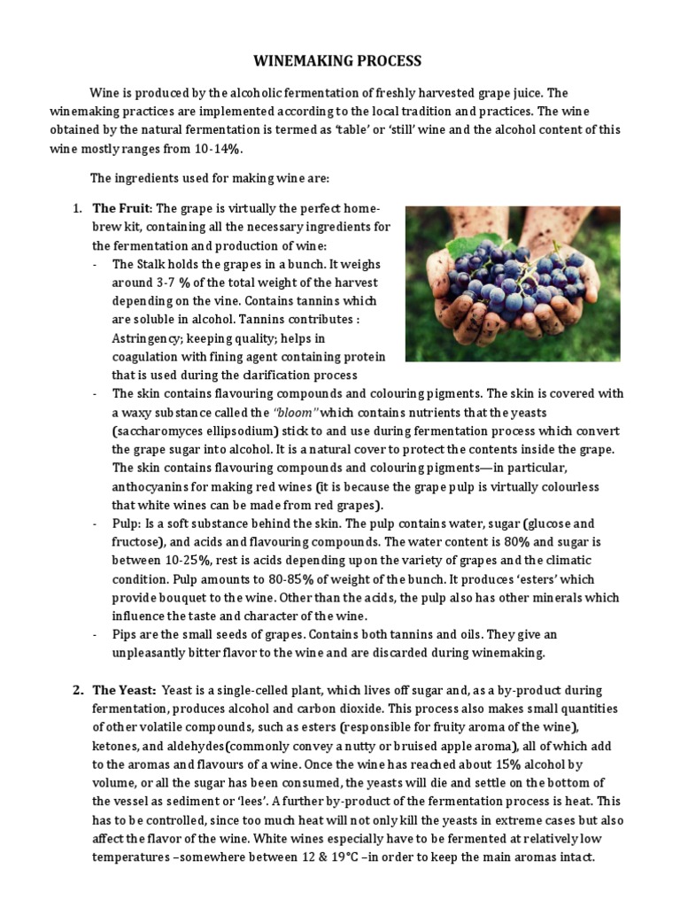 Winemaking Process | PDF | Winemaking | Fermentation In Winemaking