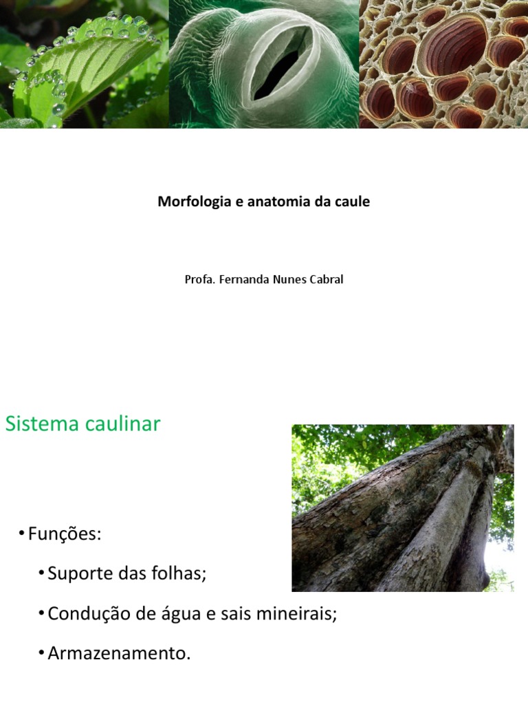 Aula 7 - Morfologia e Anatomia Da Caule-1 | PDF | Latido | Eucariotas