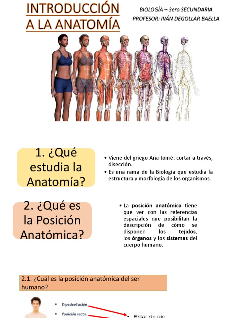 Introduccion A La Anatomia - 3ro de Primaria | PDF | Términos anatómicos de ubicación | Biología