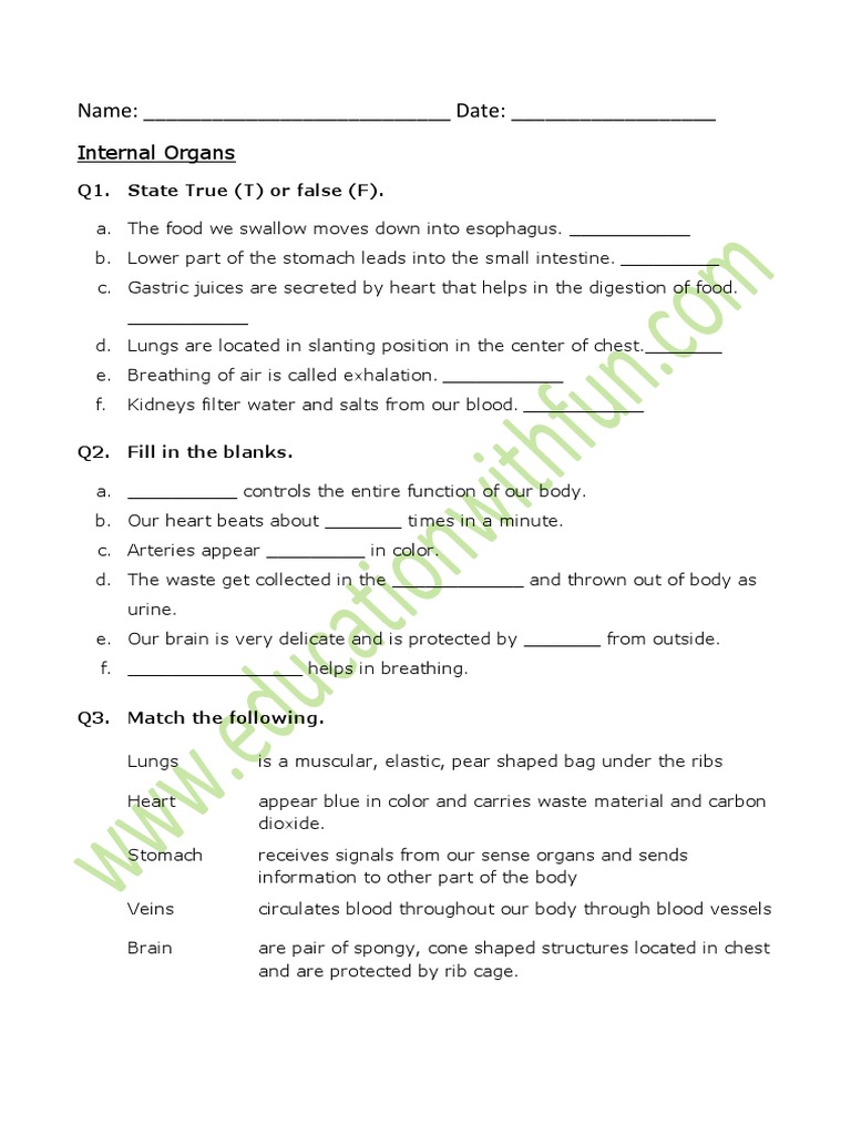 Internal Organs Worksheet for Kids | PDF | Wellness