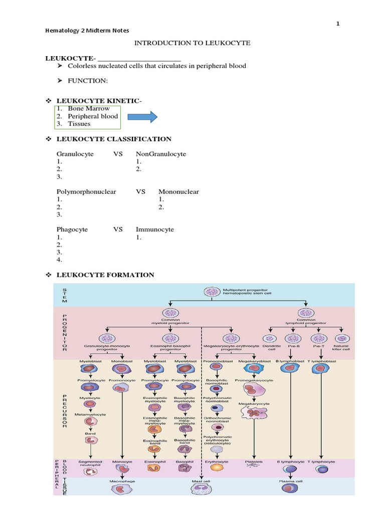 Understanding Leukocytes: An In-Depth Look at Classification ...