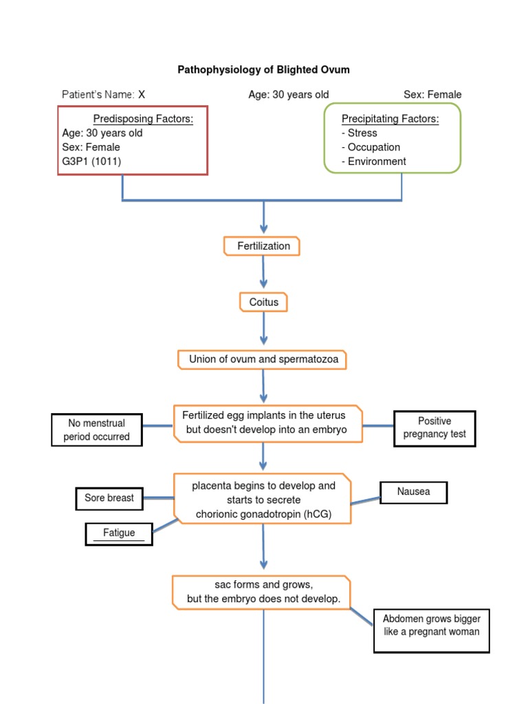 Understanding Blighted Ovum Pathophysiology | PDF | Pregnancy | Sexual ...