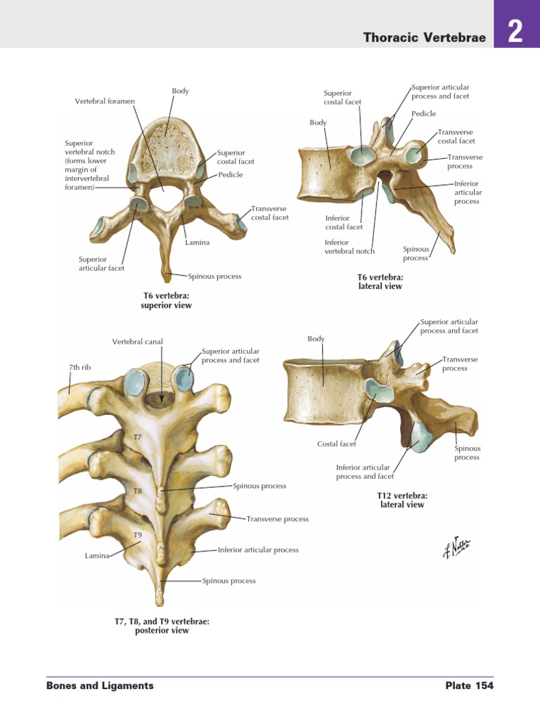 Thoracic Vertebrae : T6 Vertebra: Superior View T6 Vertebra: Lateral ...