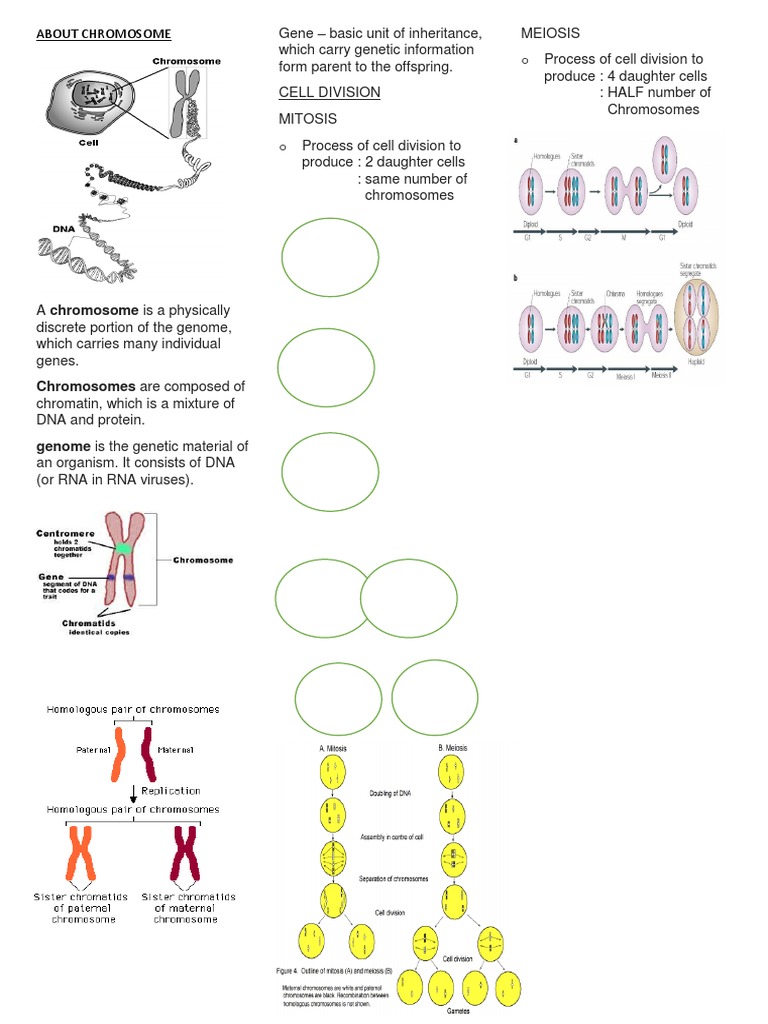About Chromosome | PDF