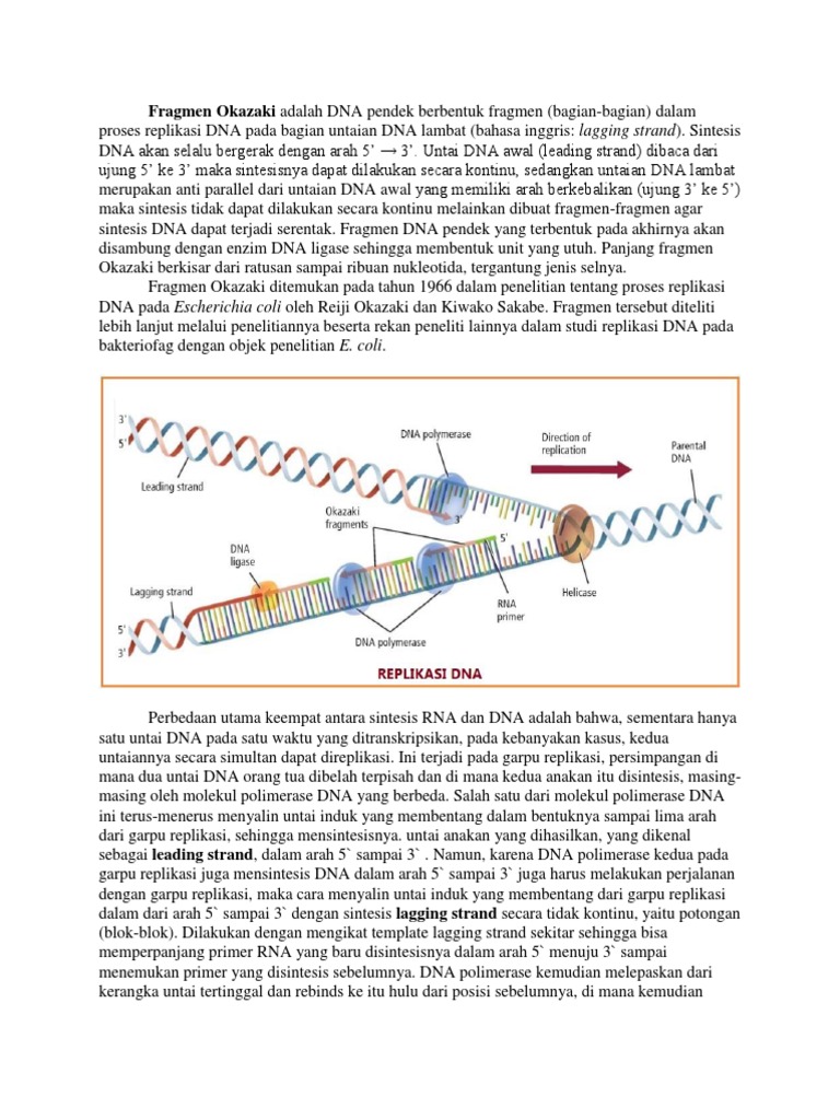 Fragmen Okazaki dalam Replikasi DNA | PDF