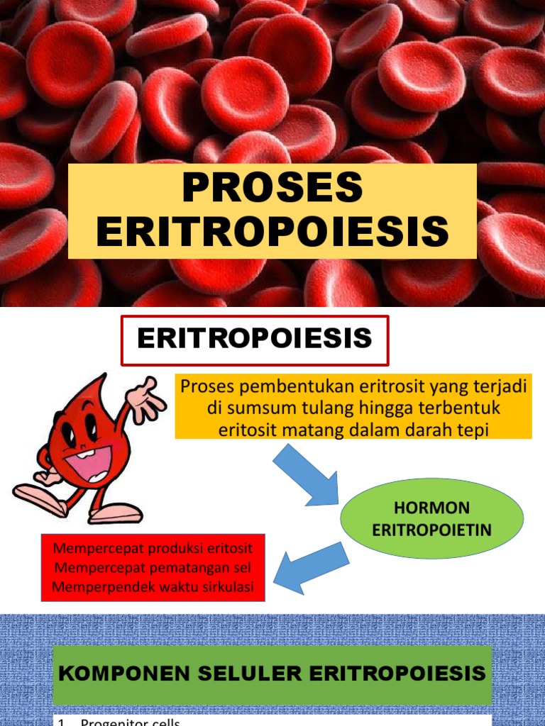 Eritropoesis | PDF