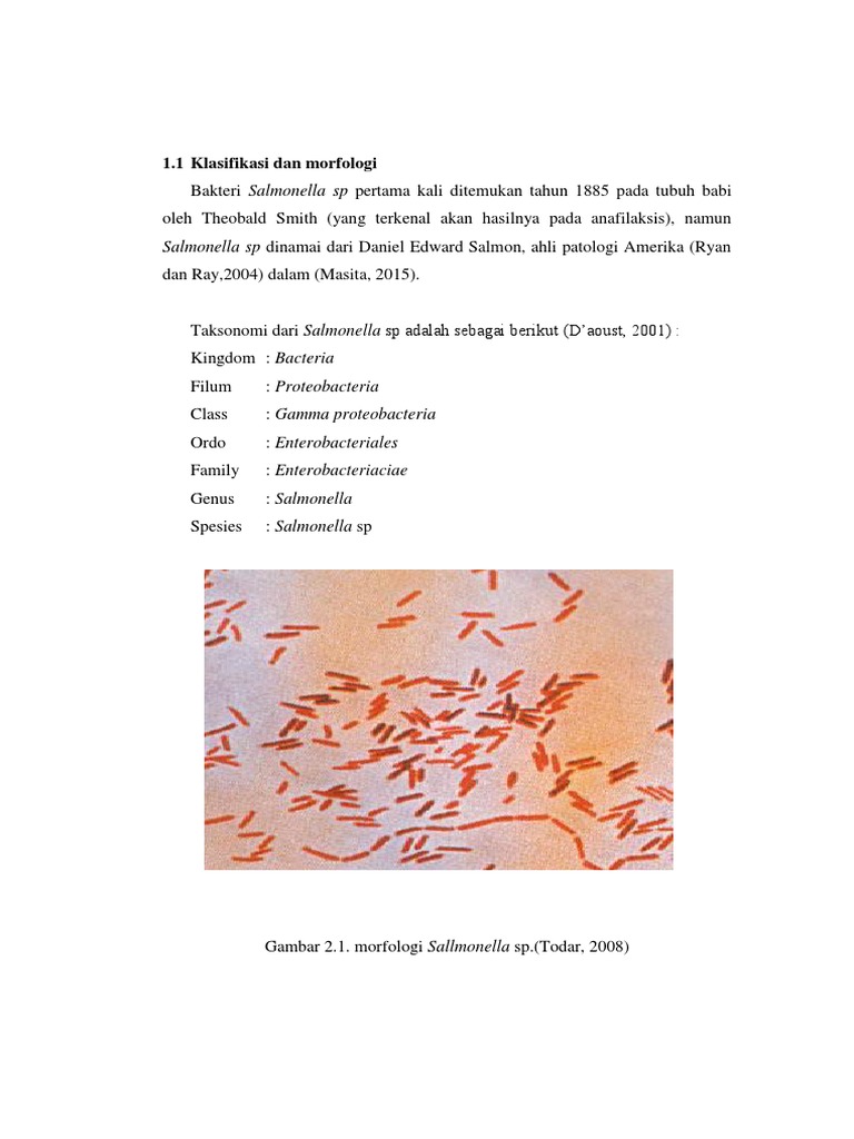 Morfologi Salmonella | PDF