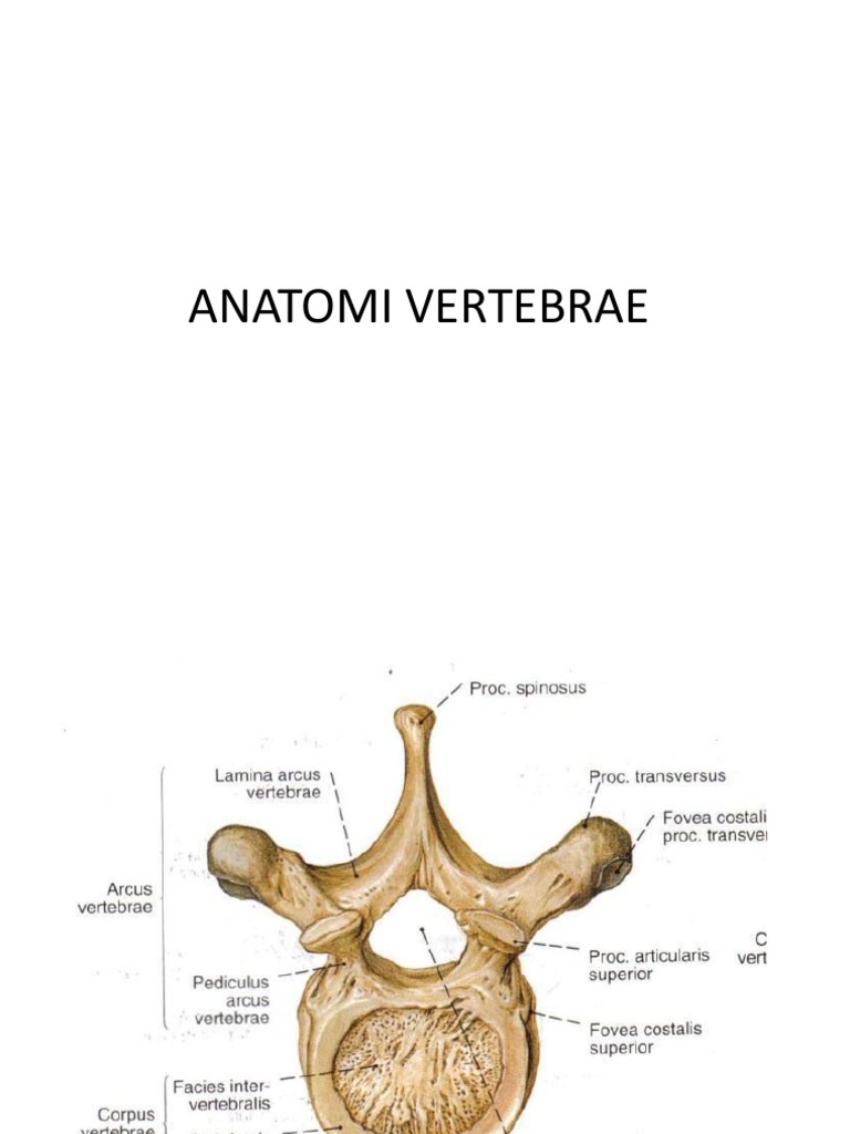 Anatomi Vertebrae | PDF