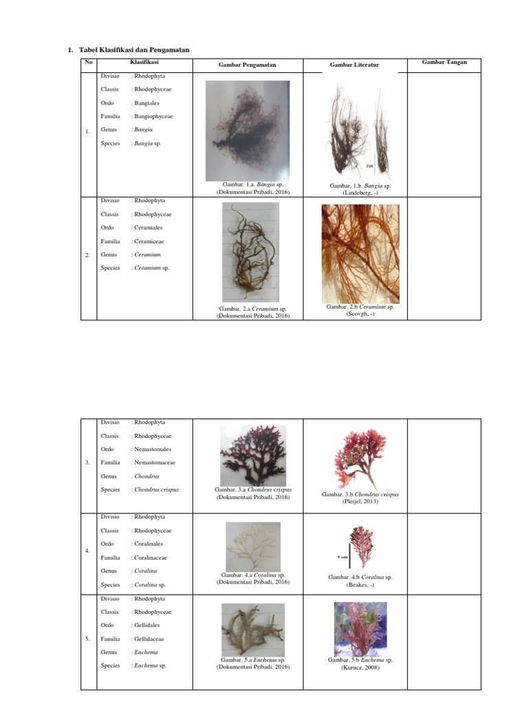 Red Algae Classification and Observation Table | PDF | Biological ...
