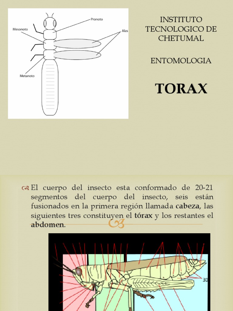 Torax | PDF | Insectos | Tórax