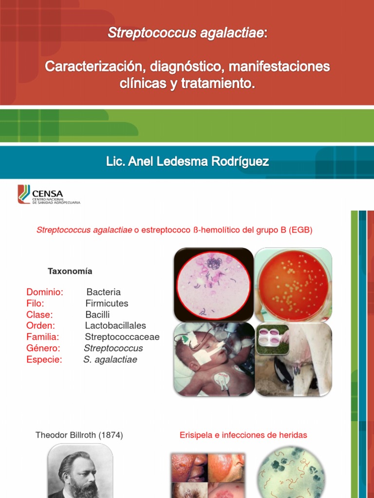 Infecciones por Streptococcus agalactiae | PDF | Estreptococo ...