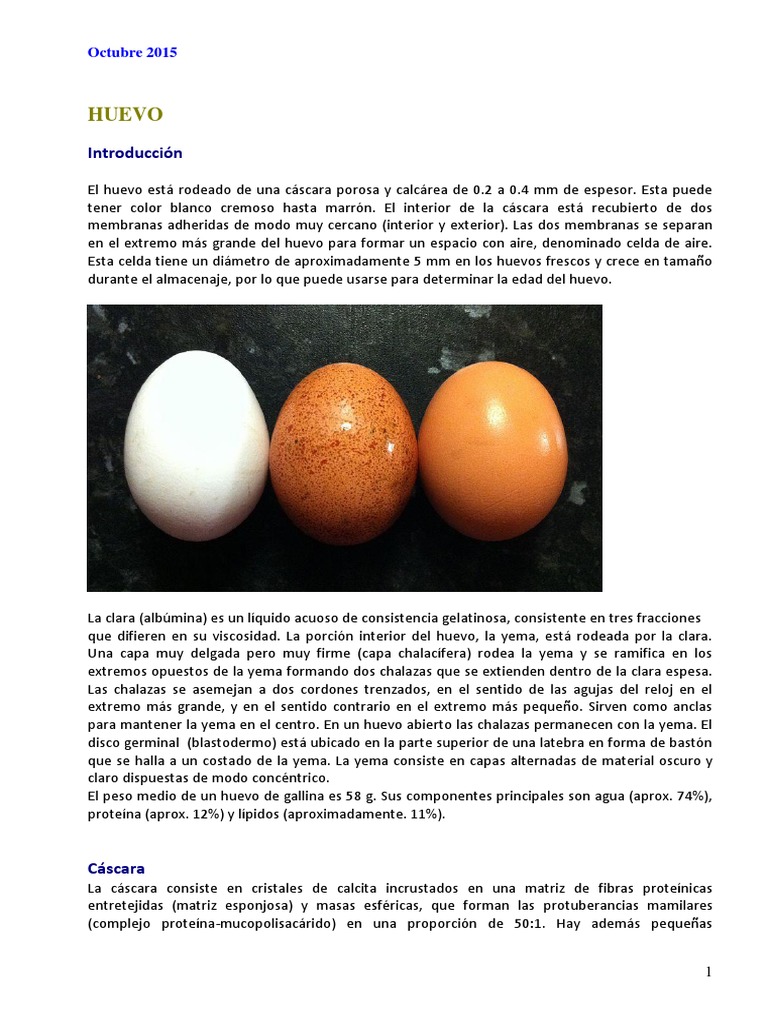 Huevo Oct 2015 | Huevo como alimento | Proteínas