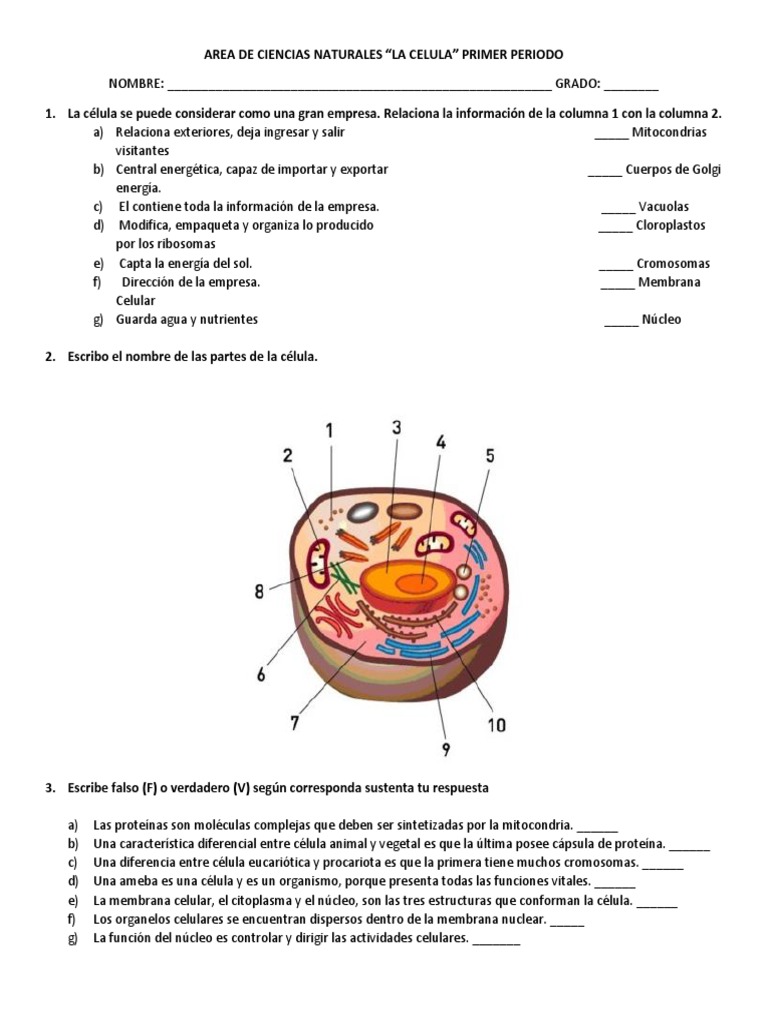 Respuestas sobre la célula | PDF | Nucleo celular | Biología Celular)