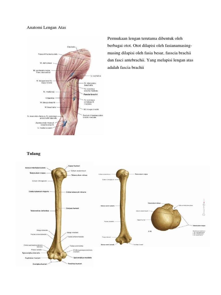 Anatomi Lengan Atas | PDF | Ilmu Sosial | Kesehatan Holistik