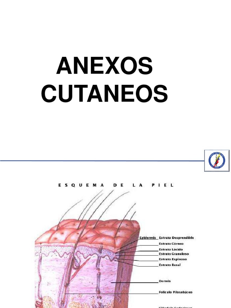 4 Anexos Glandulares | PDF | Anatomia animal | Órgano (anatomía)