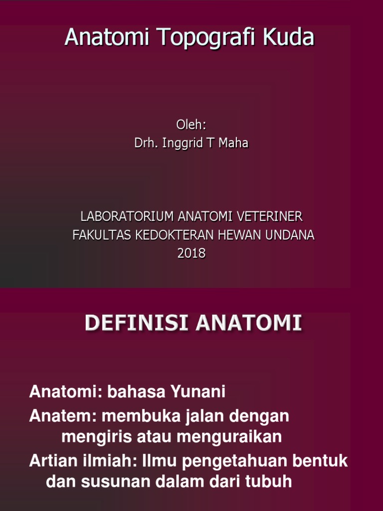 Anatomi External Kuda | PDF