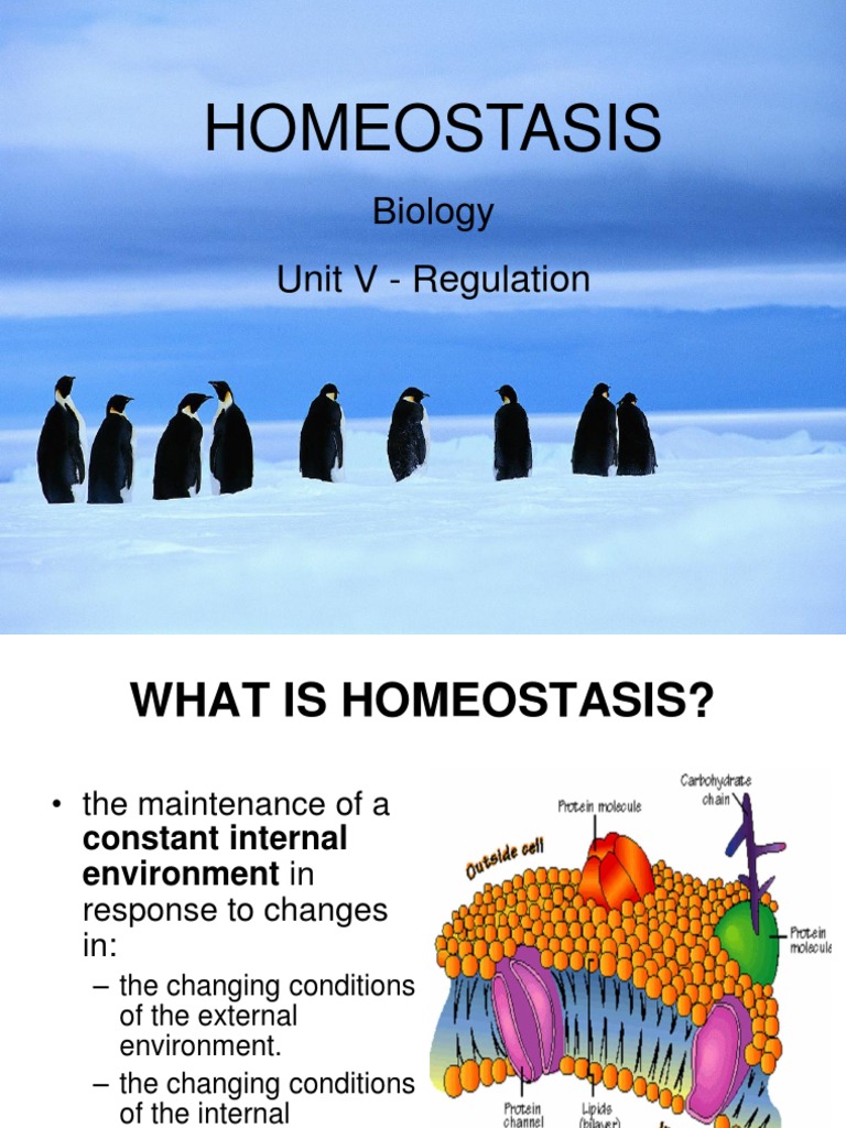 Homeostasis and Feedback Mechanisms | PDF | Homeostasis | Feedback