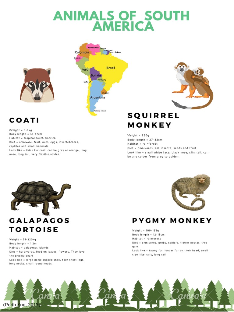Animals of South America | PDF