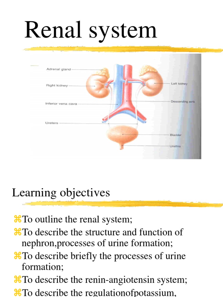Renal-System PPT 2019 | Kidney | Urinary System