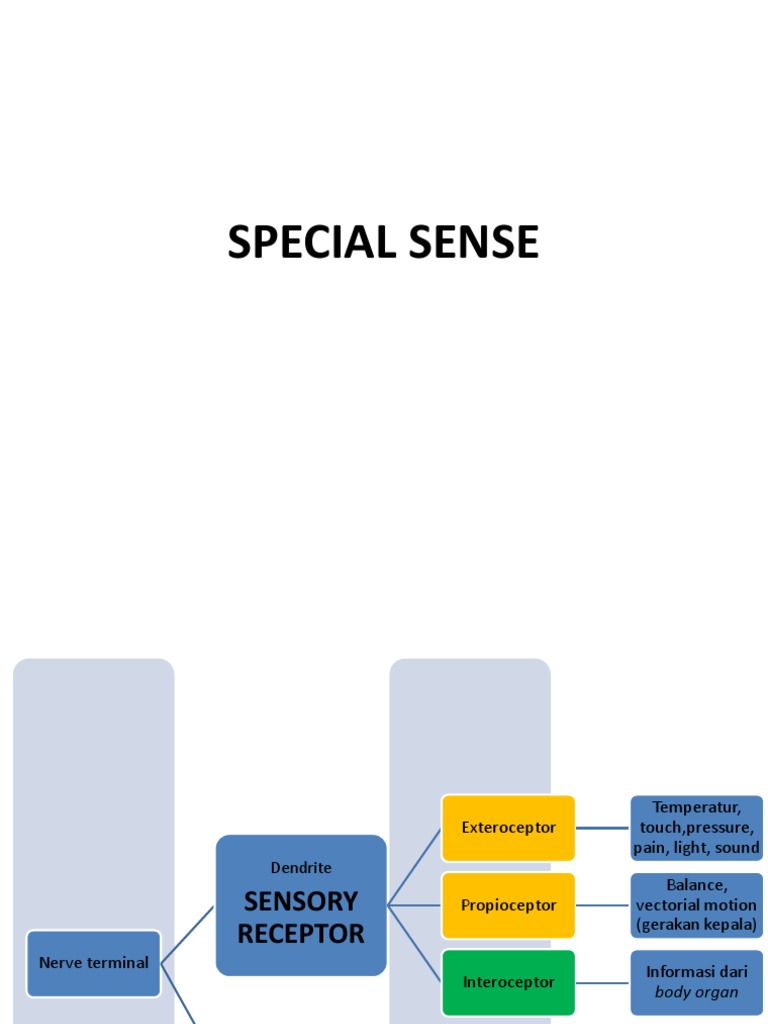 Specialized Peripheral Receptors | PDF | Cornea | Ear