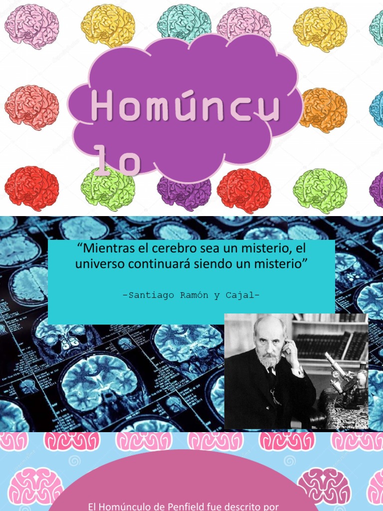 Homúnculo: Sensibilidad y Movimiento Cerebral | PDF | Cerebro ...