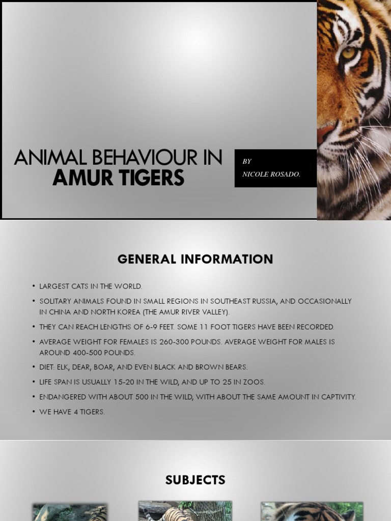 Amur Tiger Research | PDF | Tiger | Bears